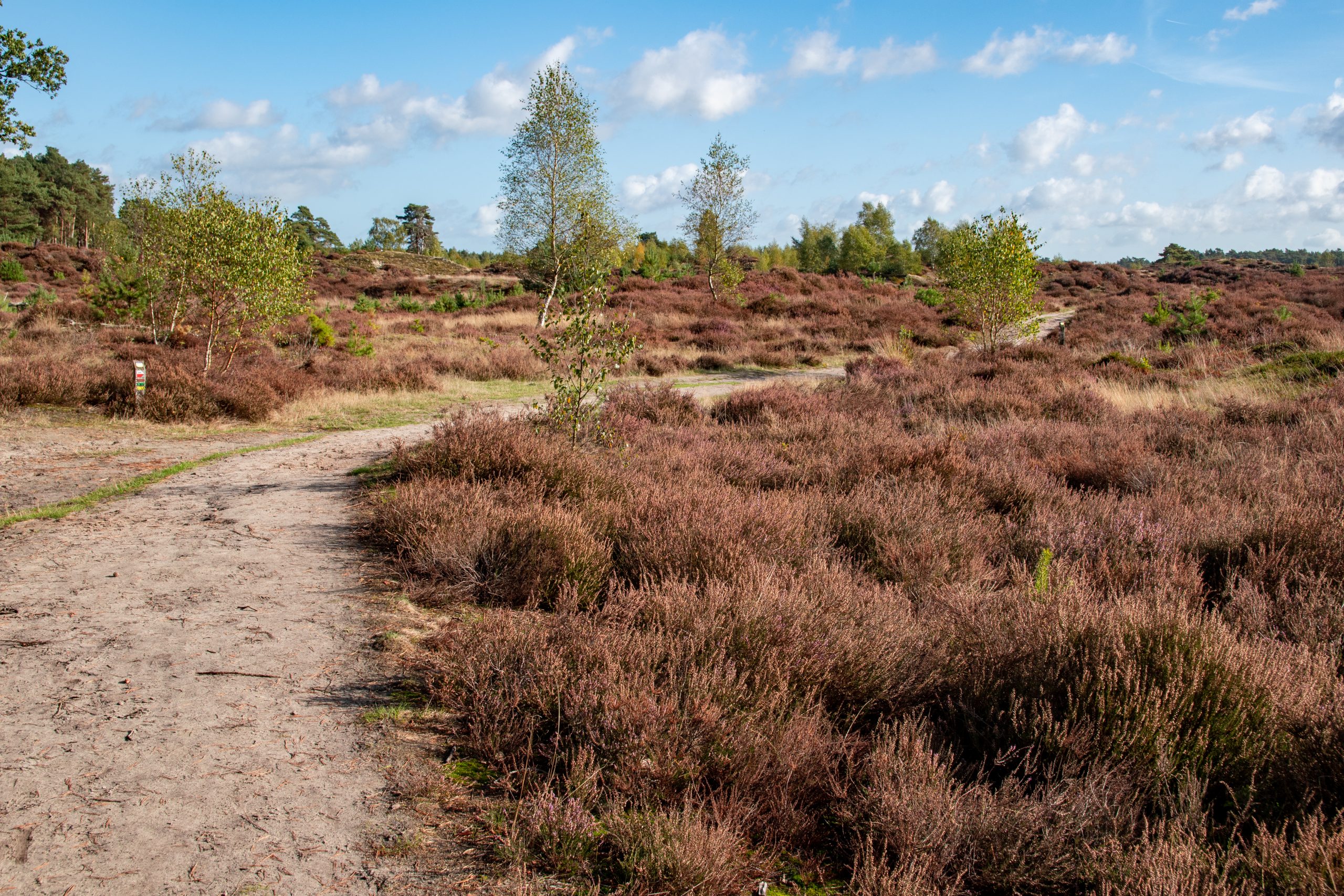 Wandelen bij het Hulshorsterzand & het Leuvenumse Bos: Tafelbergroute
