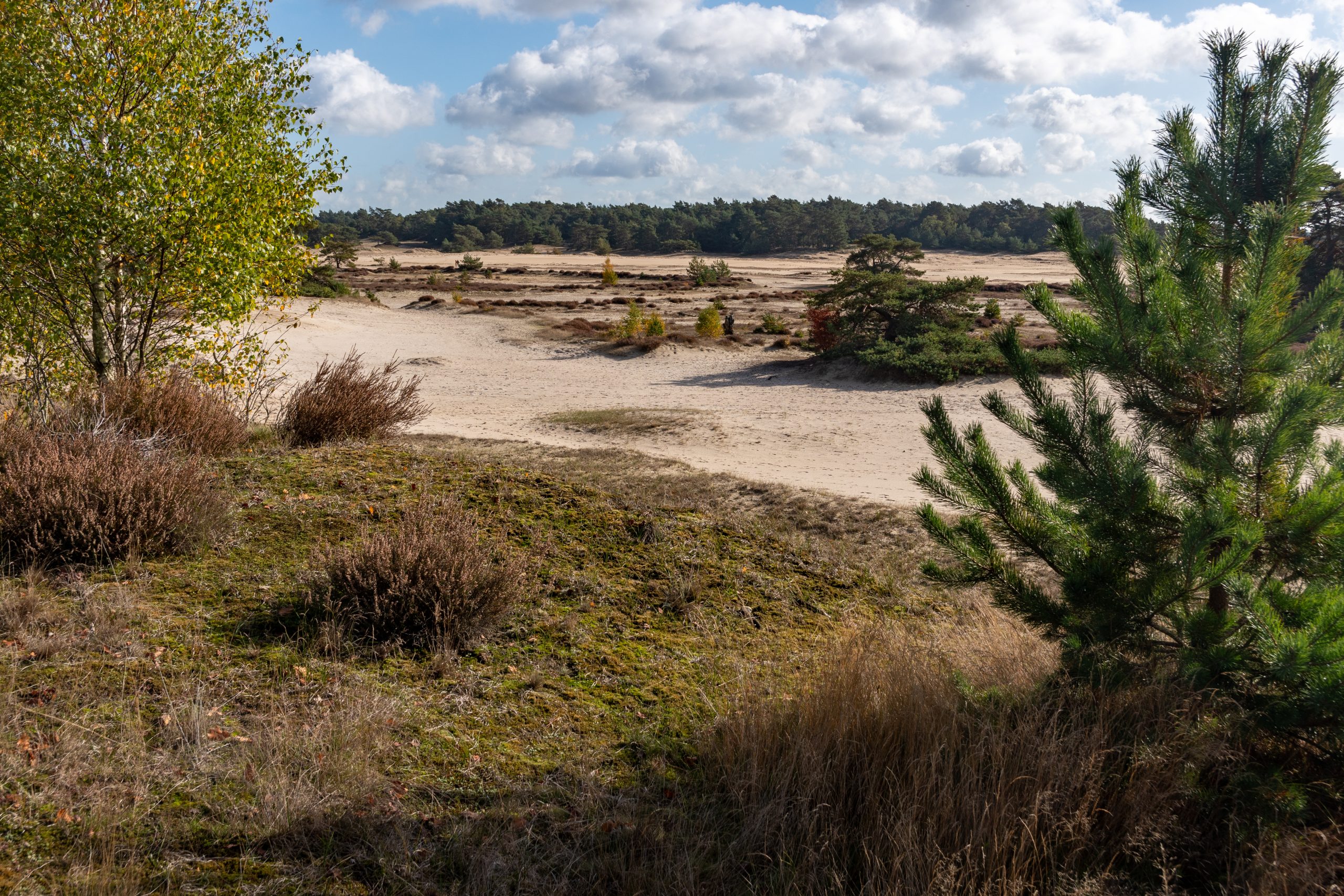 Wandelen bij het Hulshorsterzand & het Leuvenumse Bos: Tafelbergroute