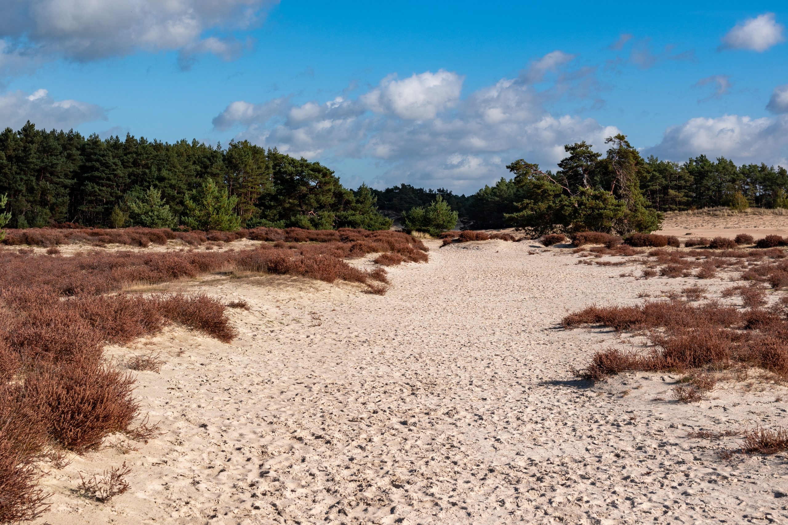 Wandelen bij het Hulshorsterzand & het Leuvenumse Bos: Tafelbergroute