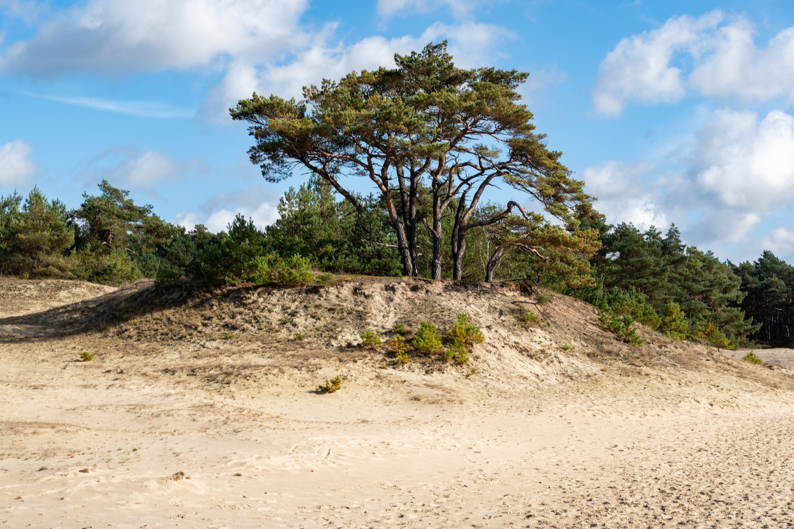Wandelen bij het Hulshorsterzand & het Leuvenumse Bos: Tafelbergroute