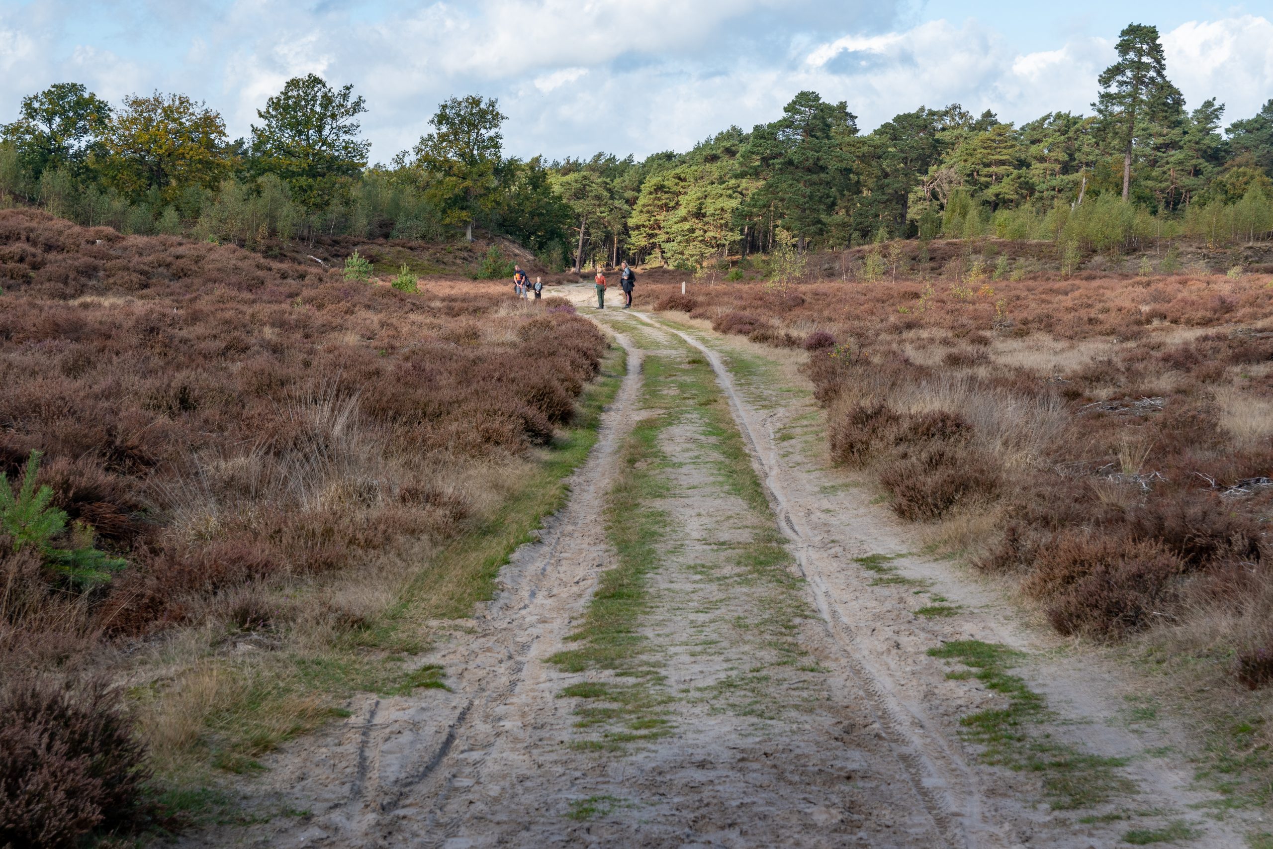 Wandelen bij het Hulshorsterzand & het Leuvenumse Bos: Tafelbergroute