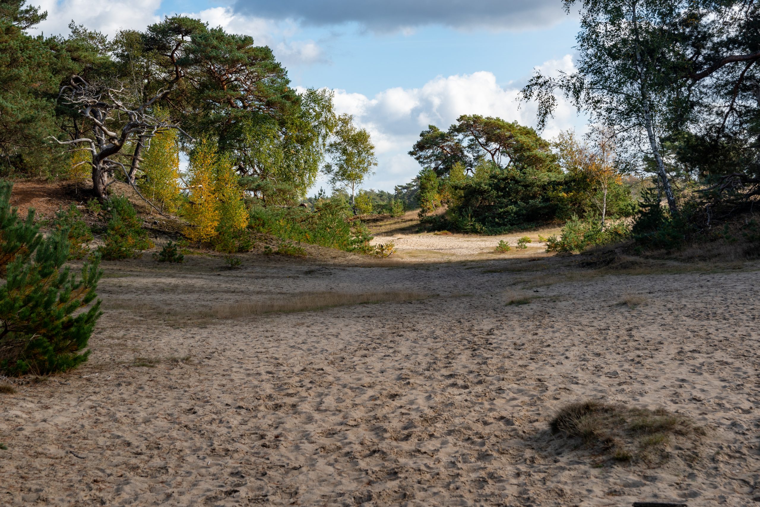 Wandelen bij het Hulshorsterzand & het Leuvenumse Bos: Tafelbergroute