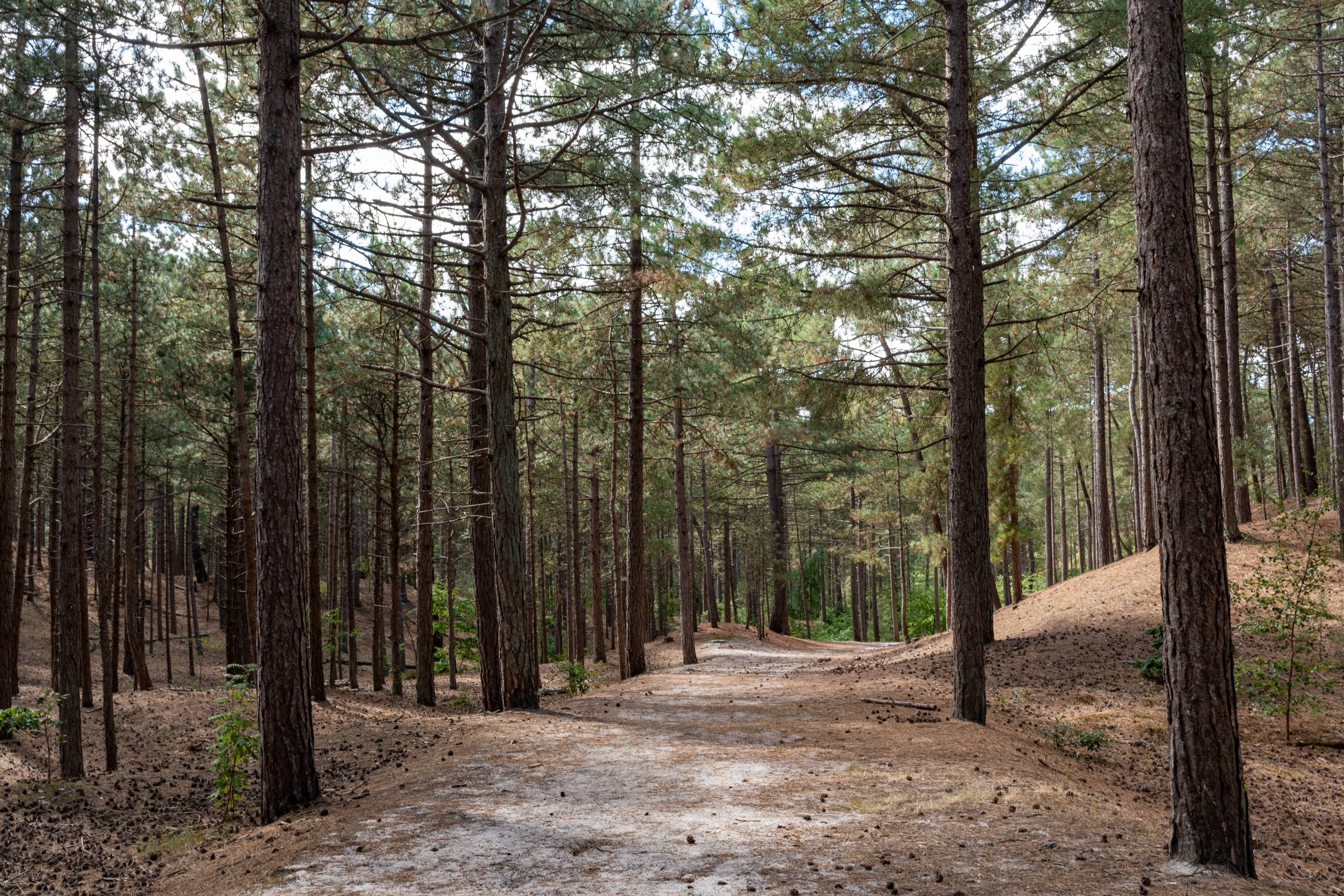 De duintoppentocht in Schoorl; een prachtige wandelroute in Schoorl