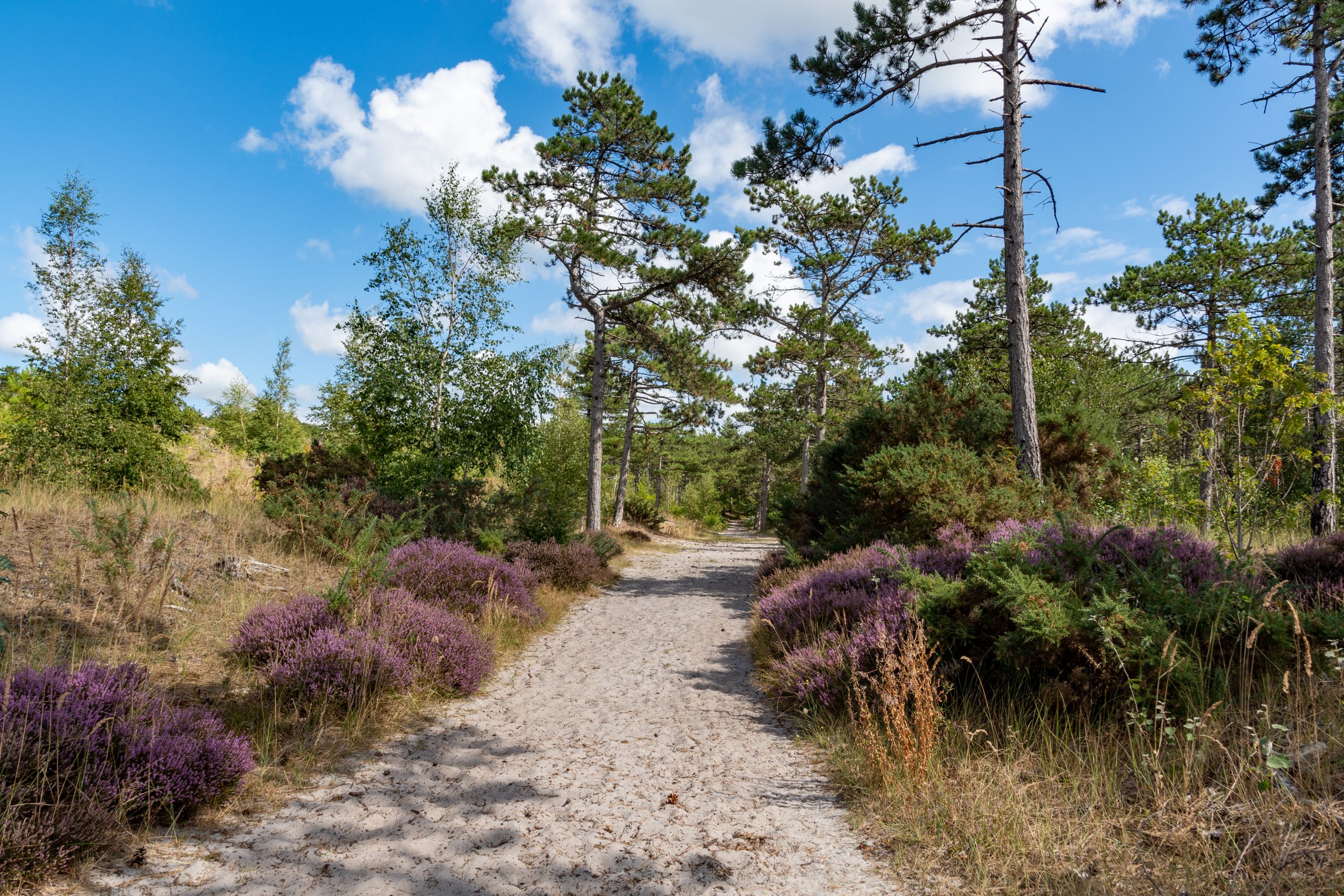De duintoppentocht in Schoorl; een prachtige wandelroute in Schoorl