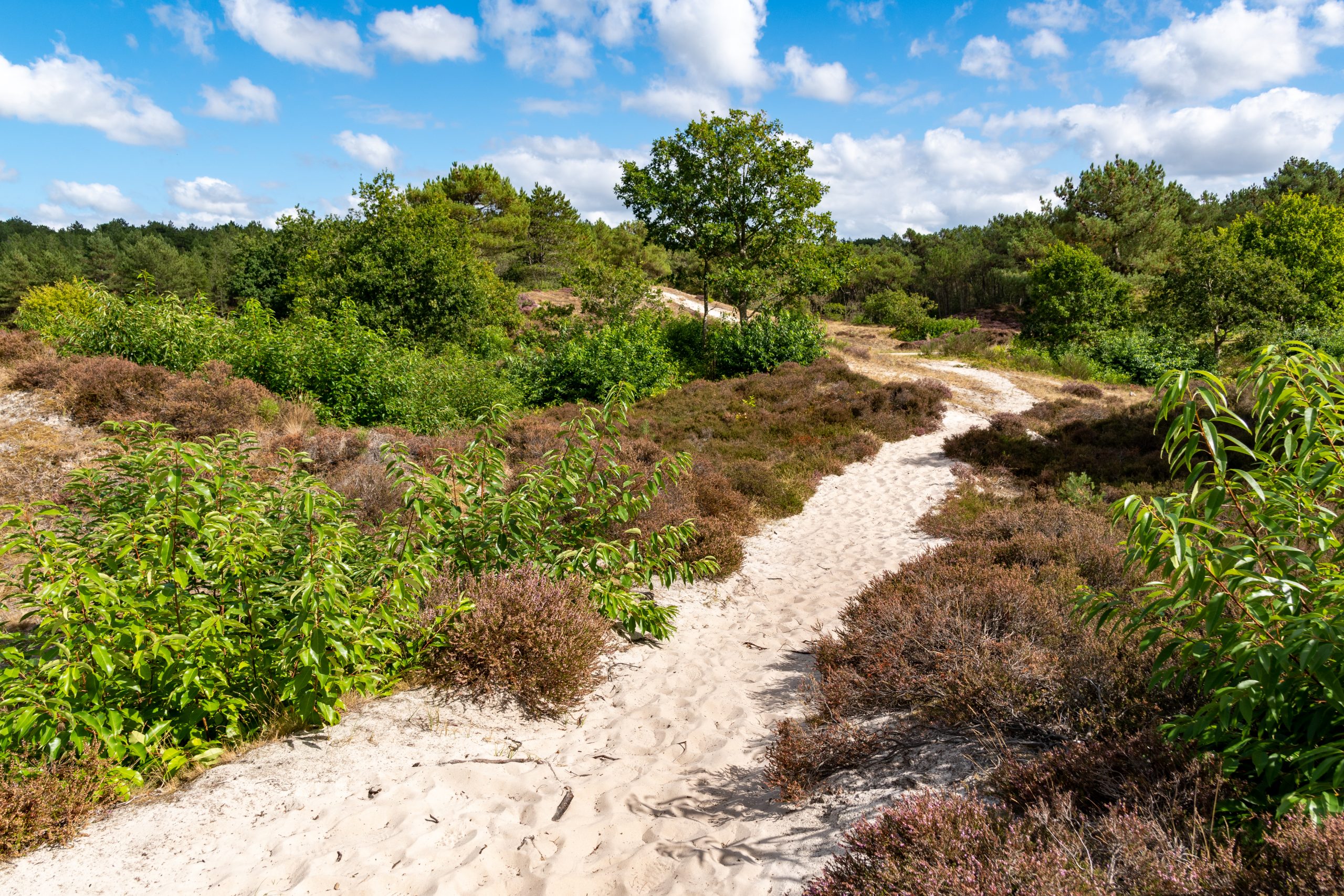De duintoppentocht in Schoorl; een prachtige wandelroute in Schoorl