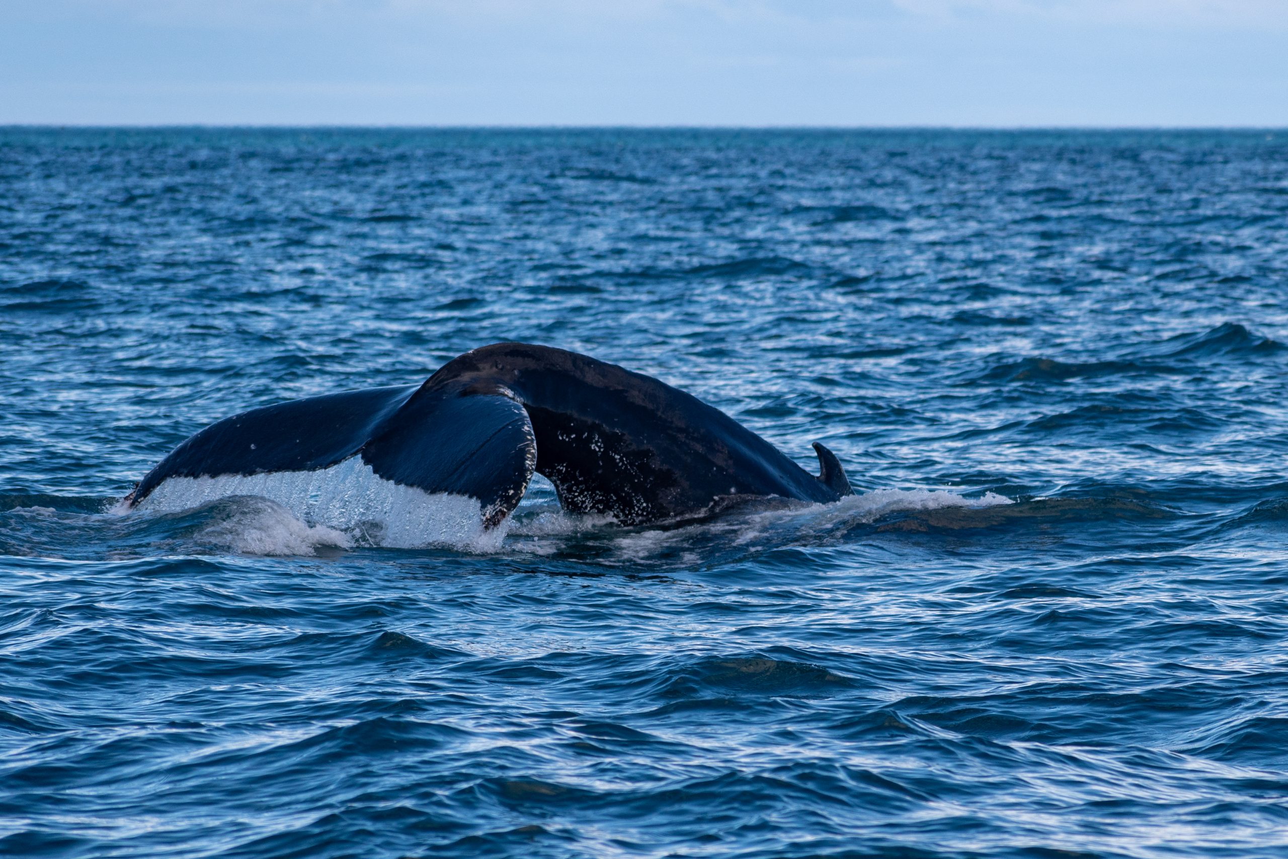 Walvissen spotten in IJsland: tips + alles wat je moet weten!