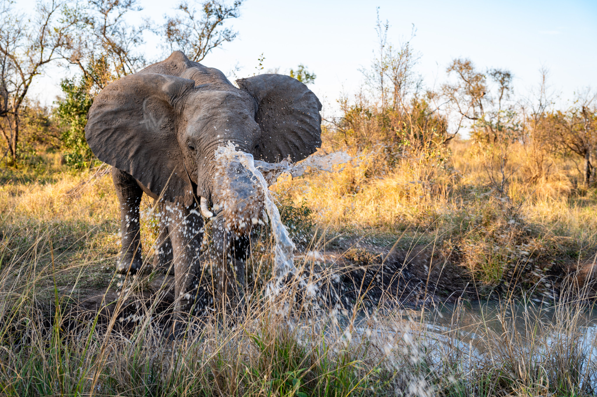 Private Game Reserve in Kruger: tips + alles wat je moet weten ...