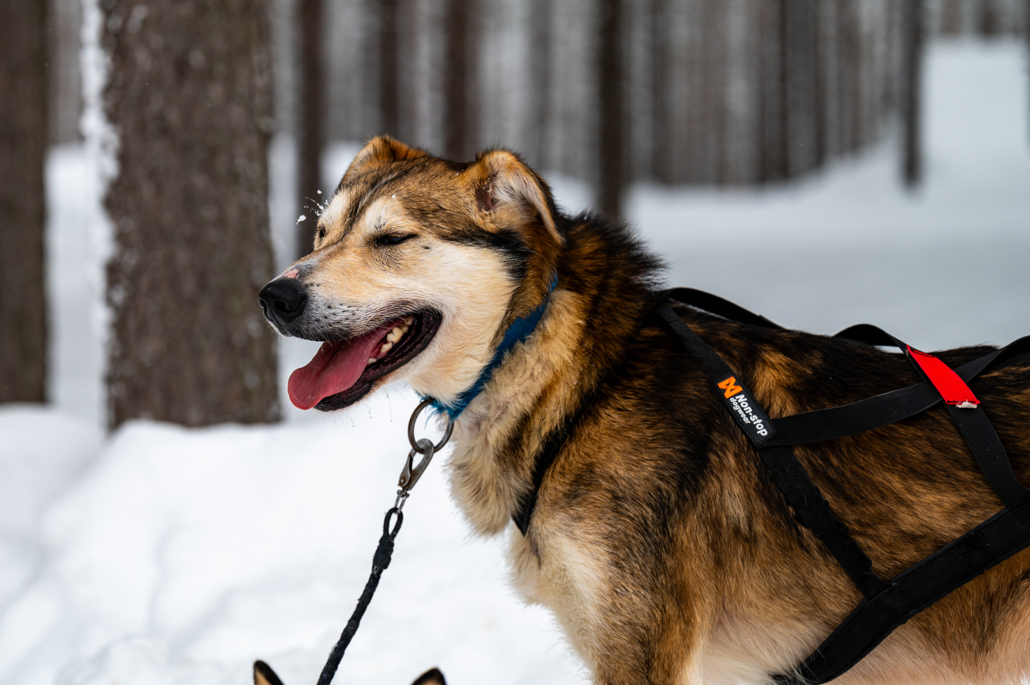 Huskysafari in Fins Lapland: alles wat je moet weten! - Travellers of ...