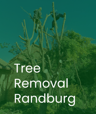 Palm Tree Removal Randburg