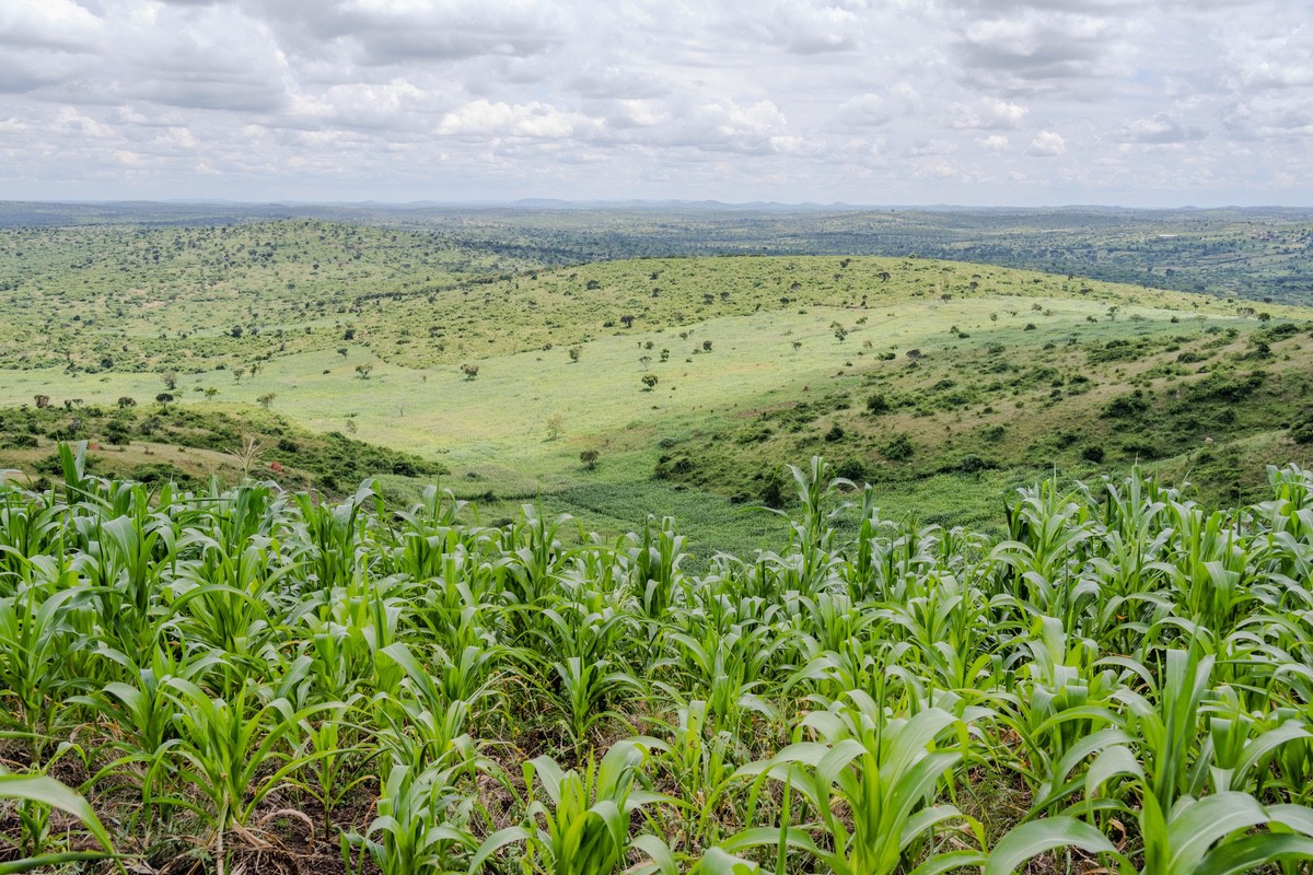 TREEO Impact Storyboard