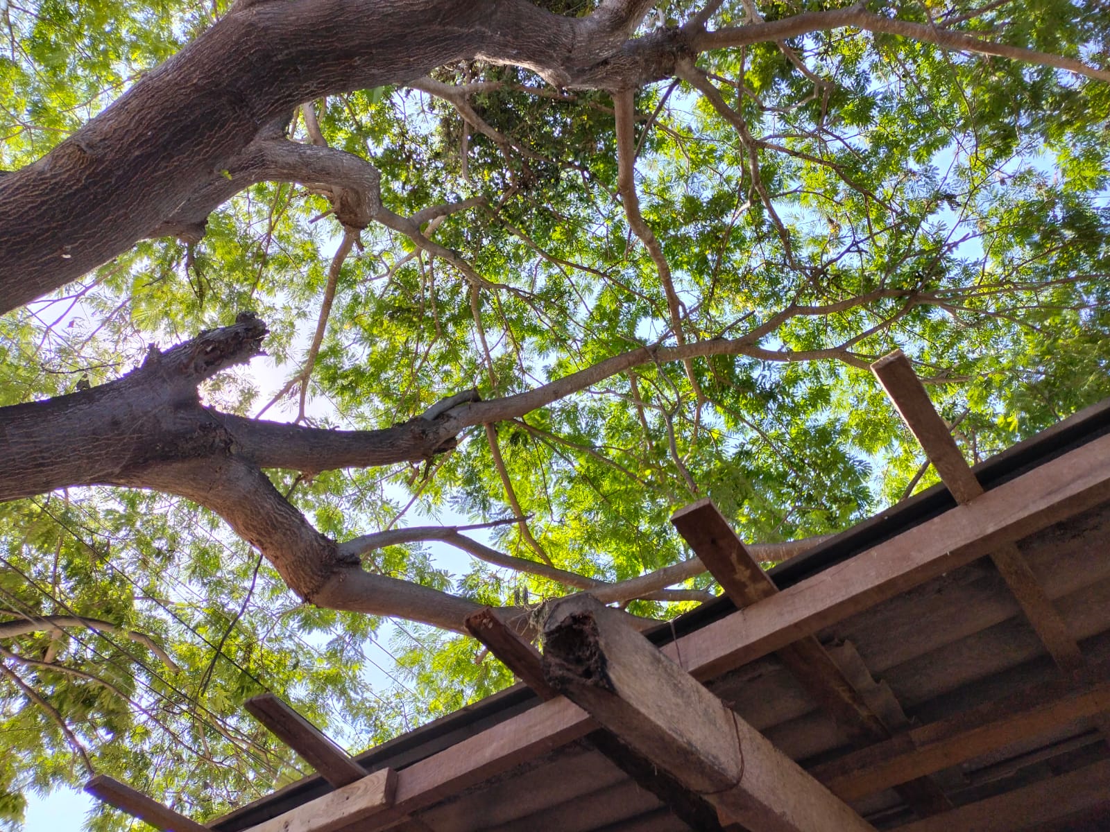 Vecina preocupada por árbol a punto de car en su techo en PV
