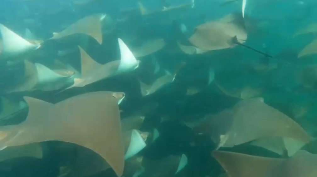 VIDEO: Cardúmenes de mantarrayas engalanan Puerto Vallarta