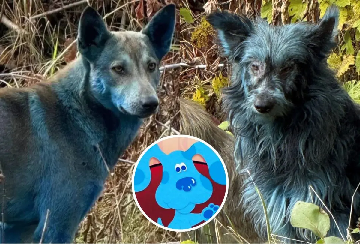 “Perros azules” en Chernóbil: científicos investigan su extraño color
