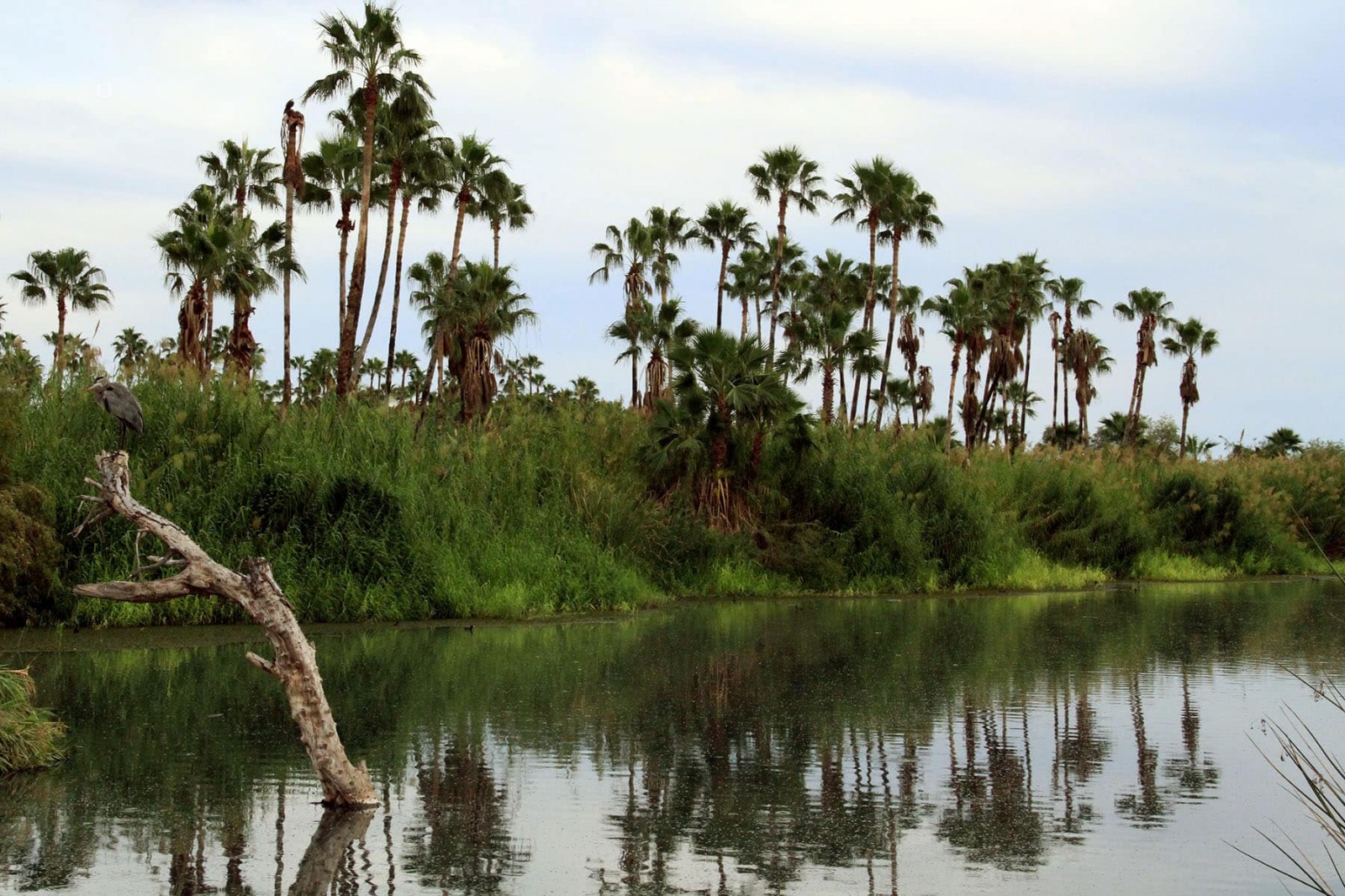 Estero Josefino un oasis de biodiversidad sin acciones de rescate