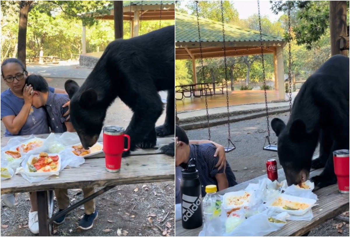 Oso comparte picnic con familia en Monterrey y se come sus tacos