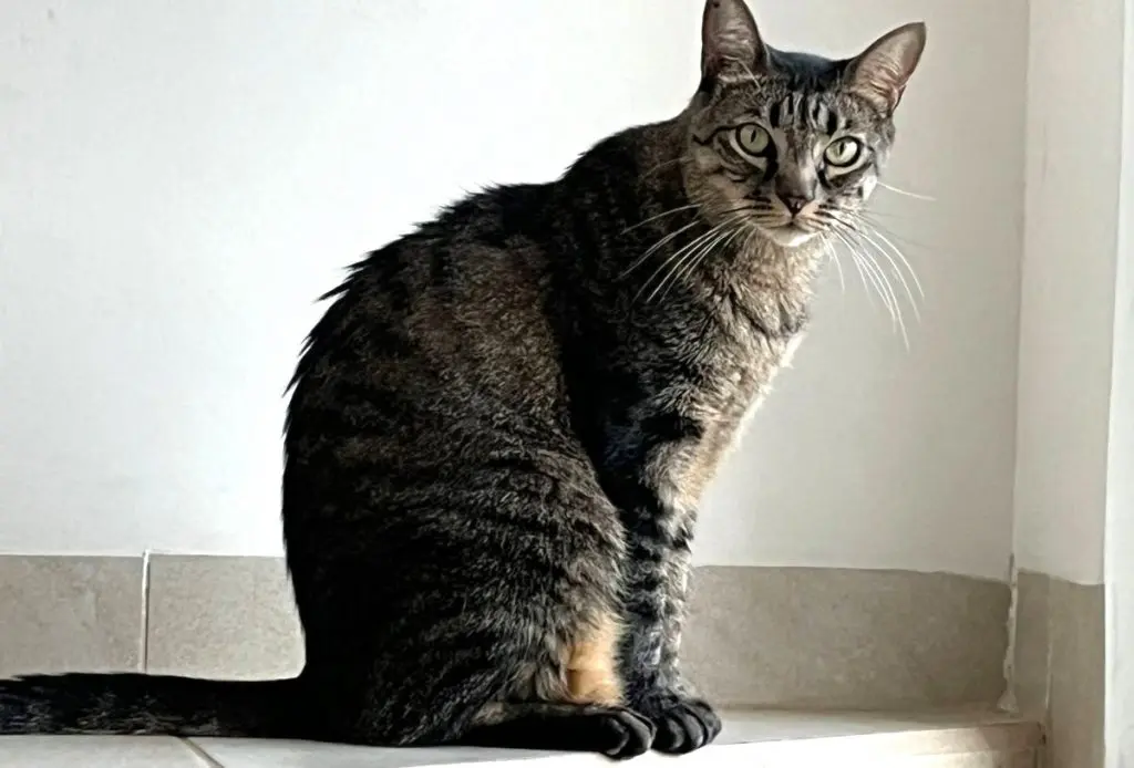 Consejos para para proteger a tus mascotas durante el eclipse