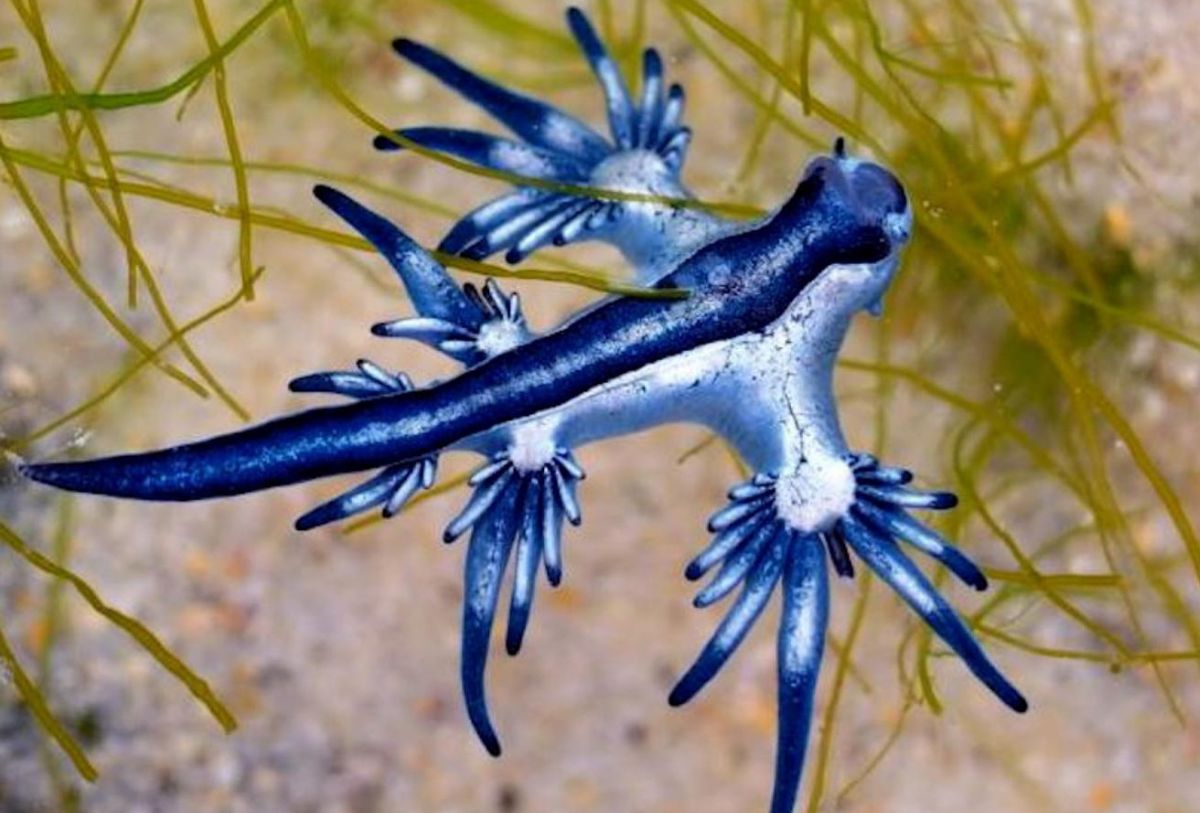 ¿Qué es el Dragón Azul que apareció en playas de BCS?