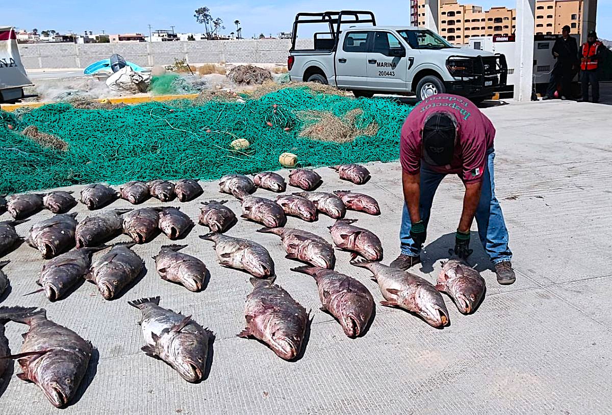 BC: Marina asegura 100 ejemplares de totoaba en San Felipe