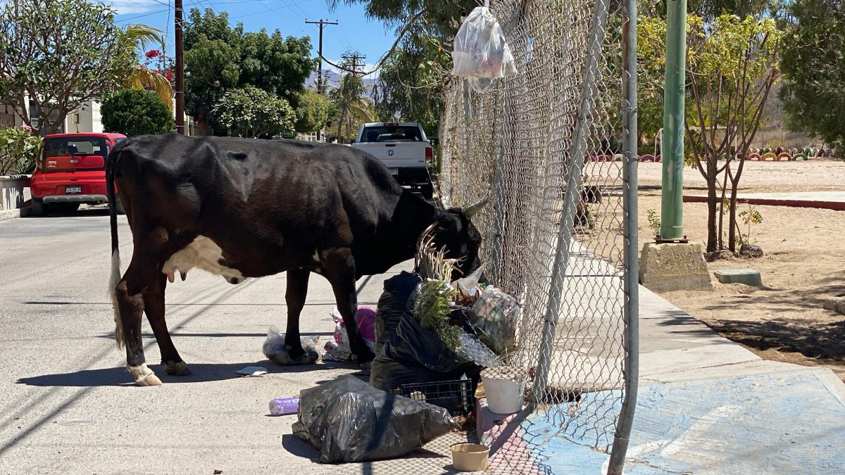 Graban a vaca comiendo basura en colonia de La Paz