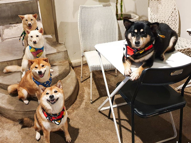 Inu Cafe' หัวหิน | ดูข้อมูลที่เที่ยวบน TripNiceDay