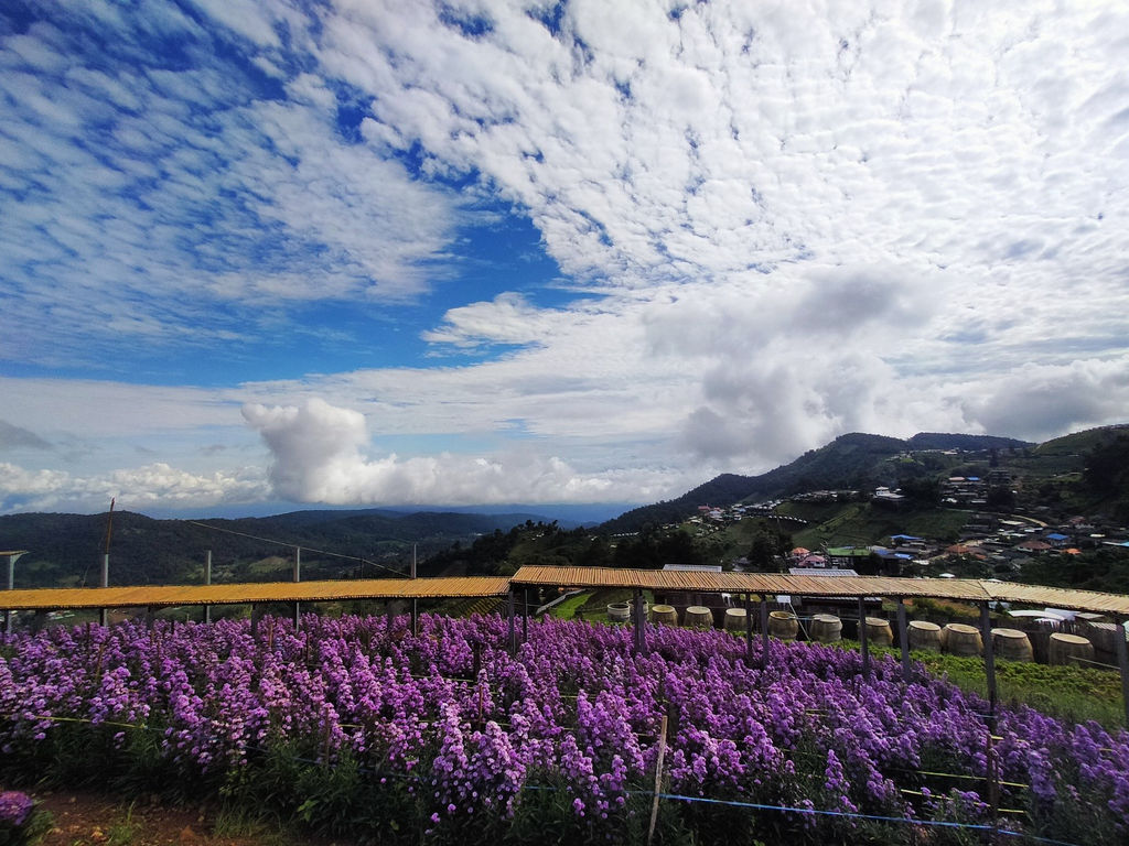 Yingyong flower garden | Find & View Tourist Attractions on Tripniceday
