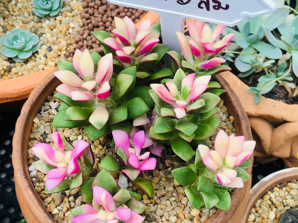 MASA Cafe | ดูข้อมูลที่เที่ยวบน TripNiceDay