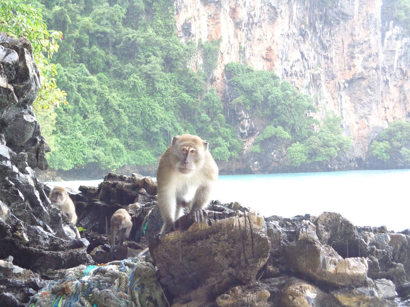 monkey bay | Find & View Tourist Attractions on Tripniceday