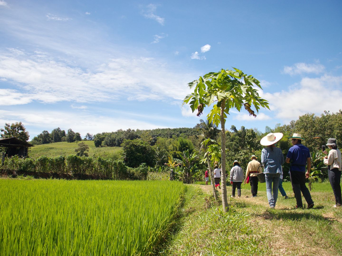 Tano Farm | Find & View Tourist Attractions on Tripniceday