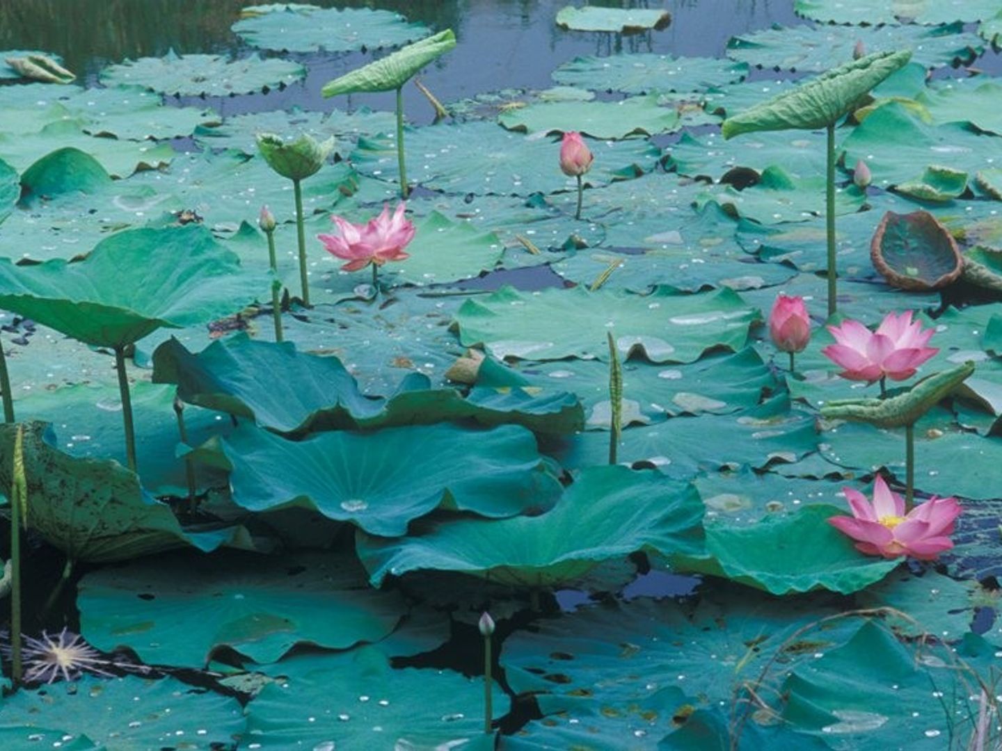 lotus park | Find & View Tourist Attractions on Tripniceday