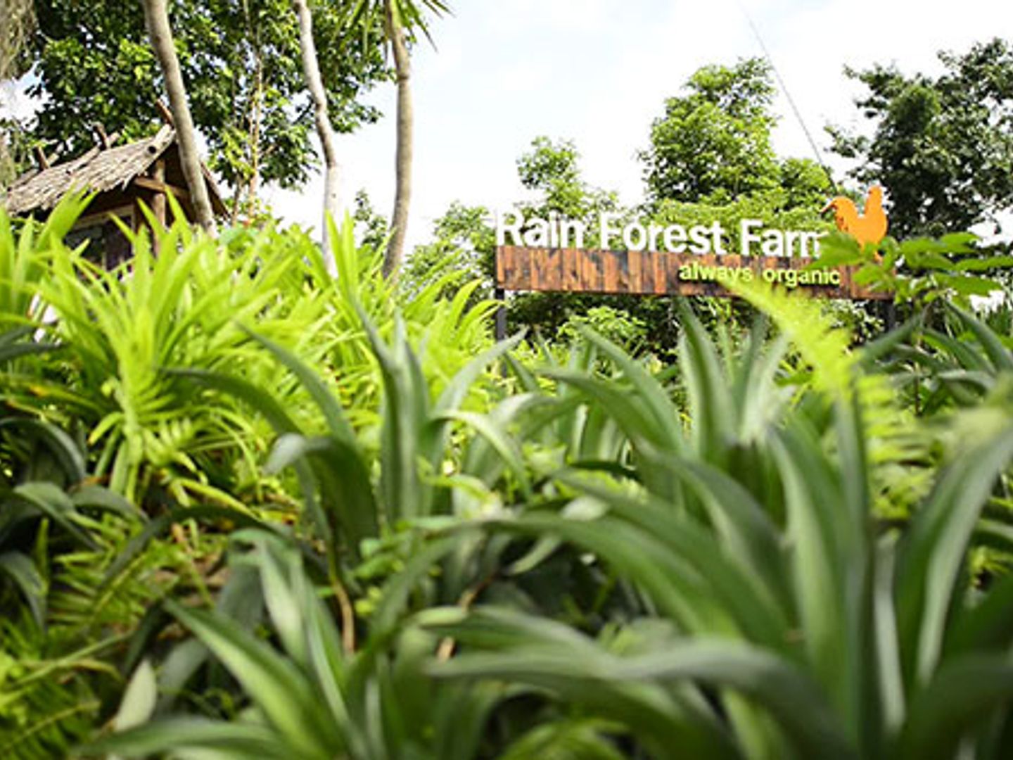Rainforest Farm | Find & View Tourist Attractions on Tripniceday