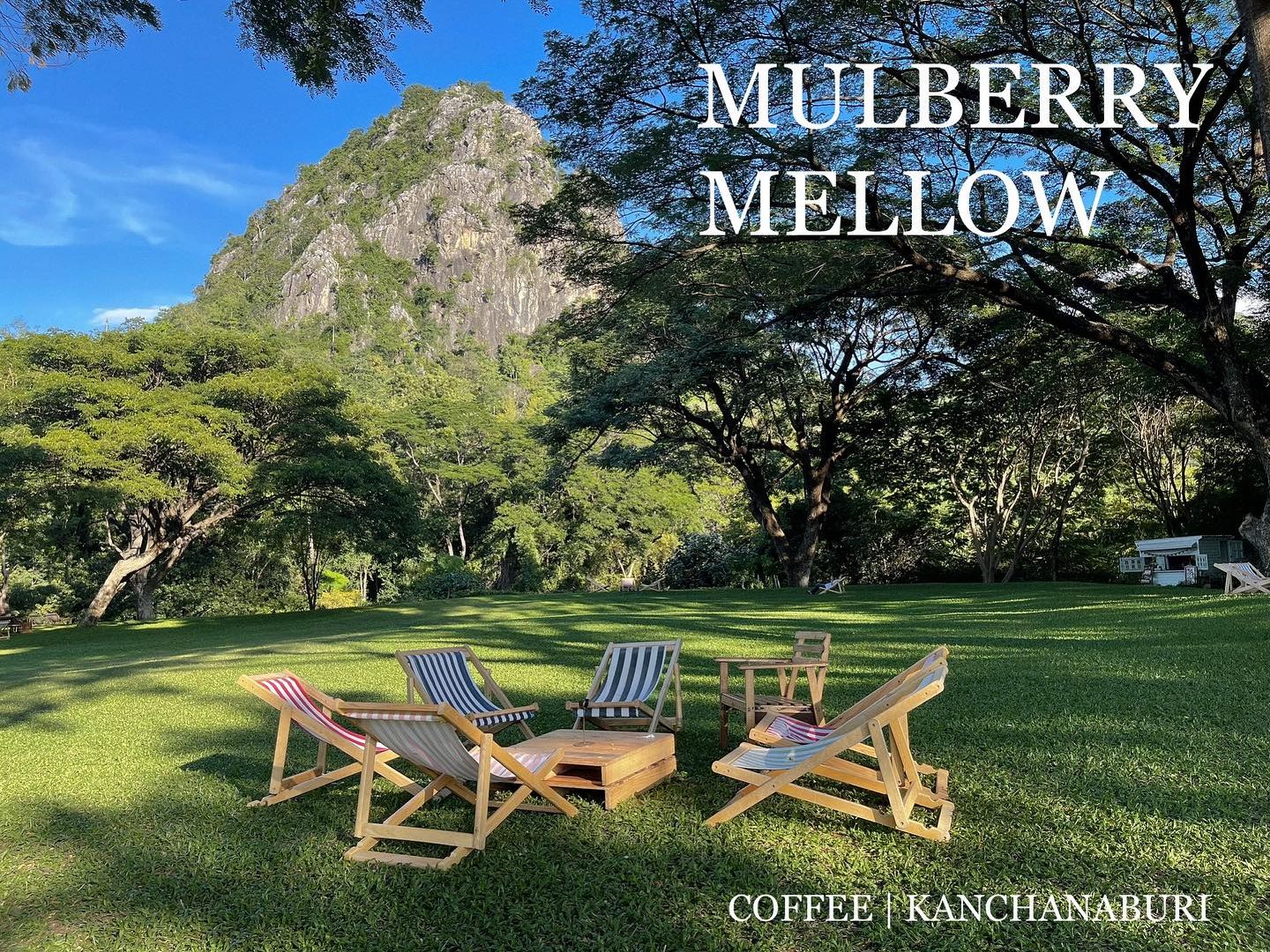 Mulberry Mellow | ดูข้อมูลที่เที่ยวบน TripNiceDay