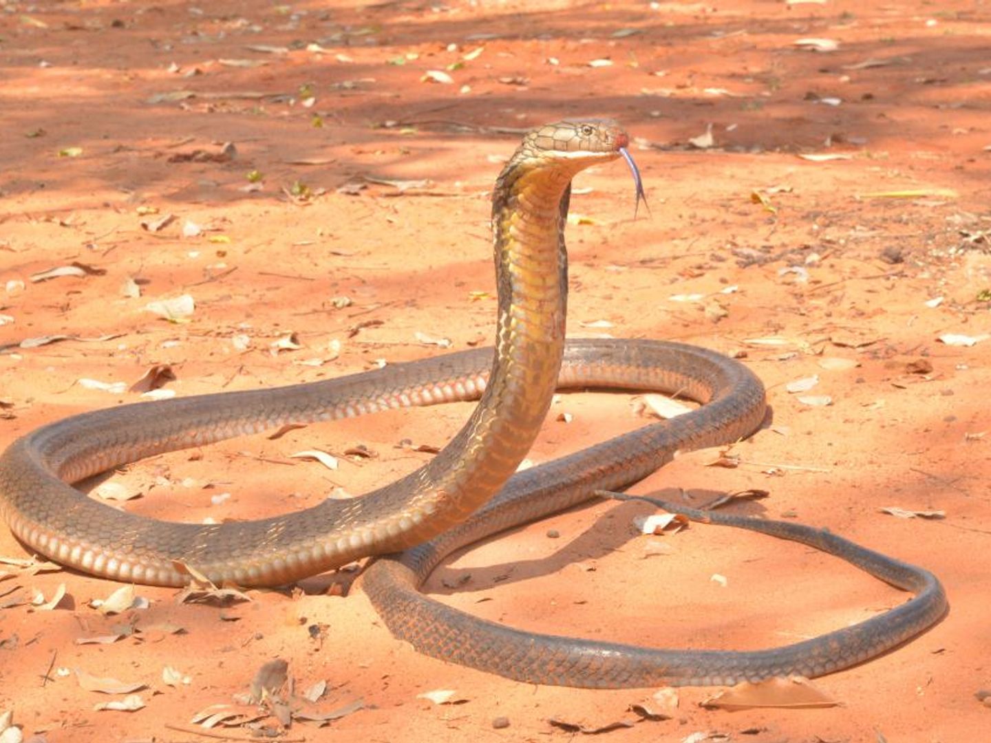 King Cobra Farm Chiang Mai Show | Find & View Tourist Attractions on ...