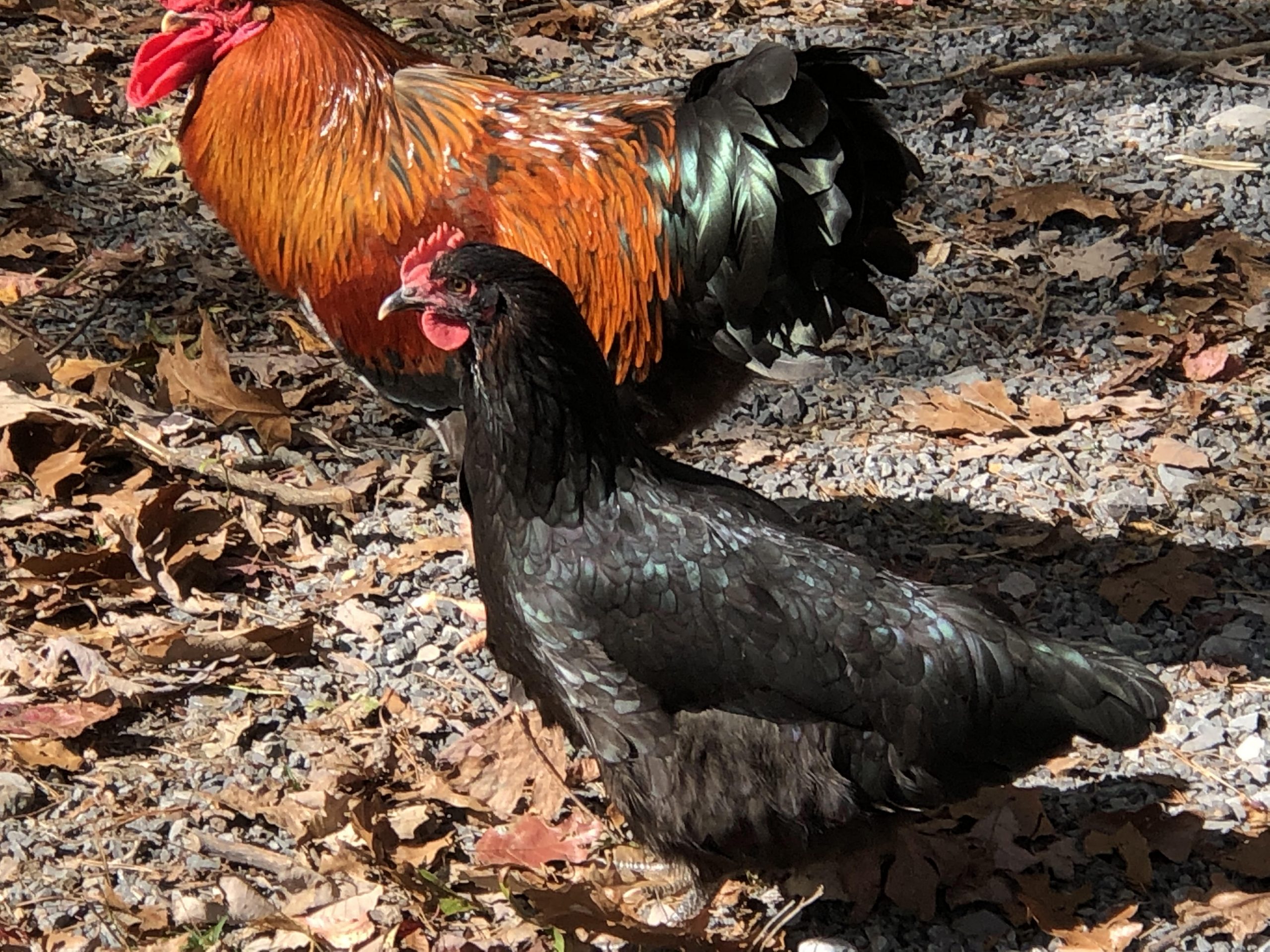 What Are Some Of The Best Backyard Chicken Breeds? - Tom Seest