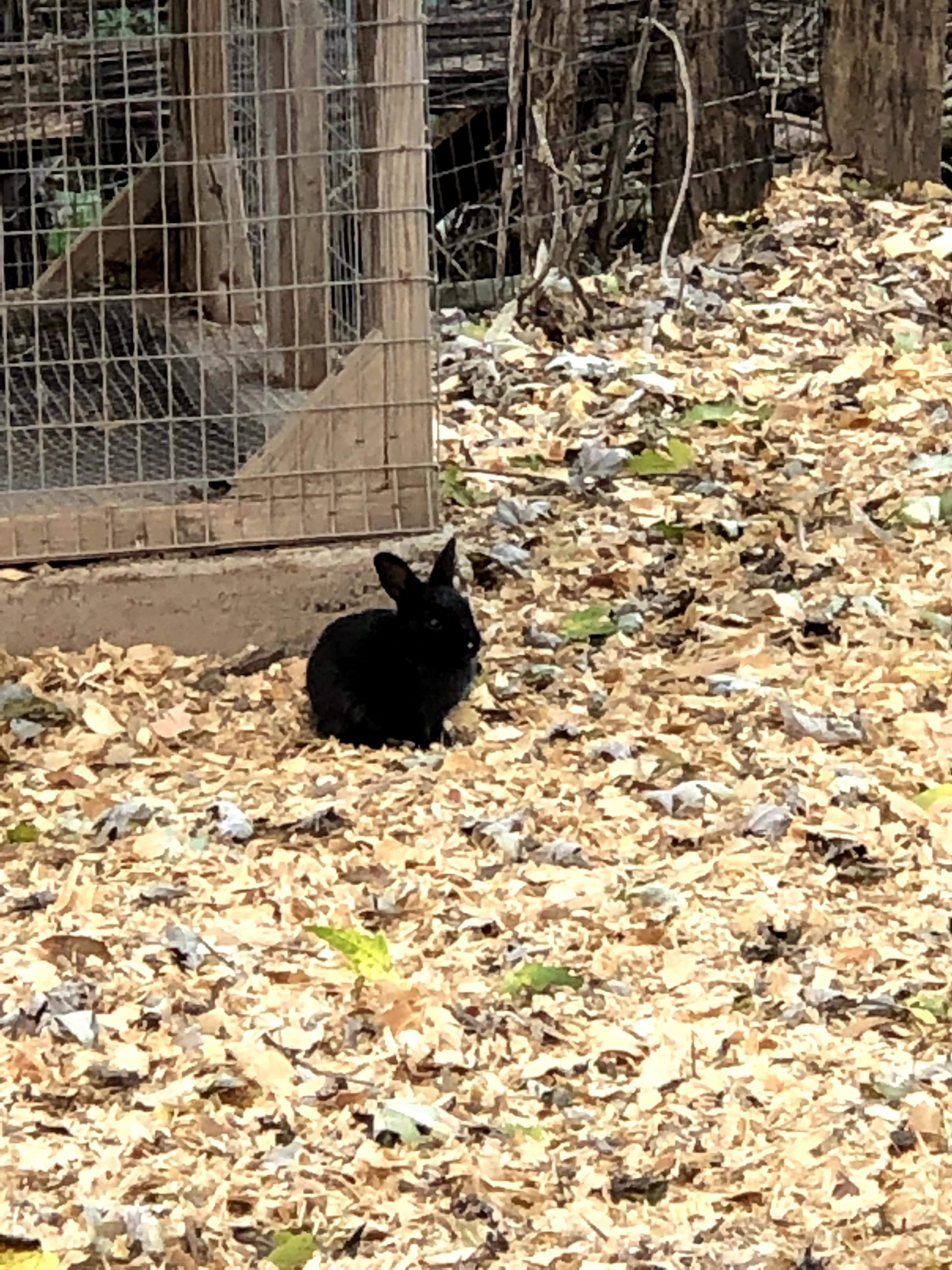 Can Domestic Rabbits Live In the Wild? - Tom Seest