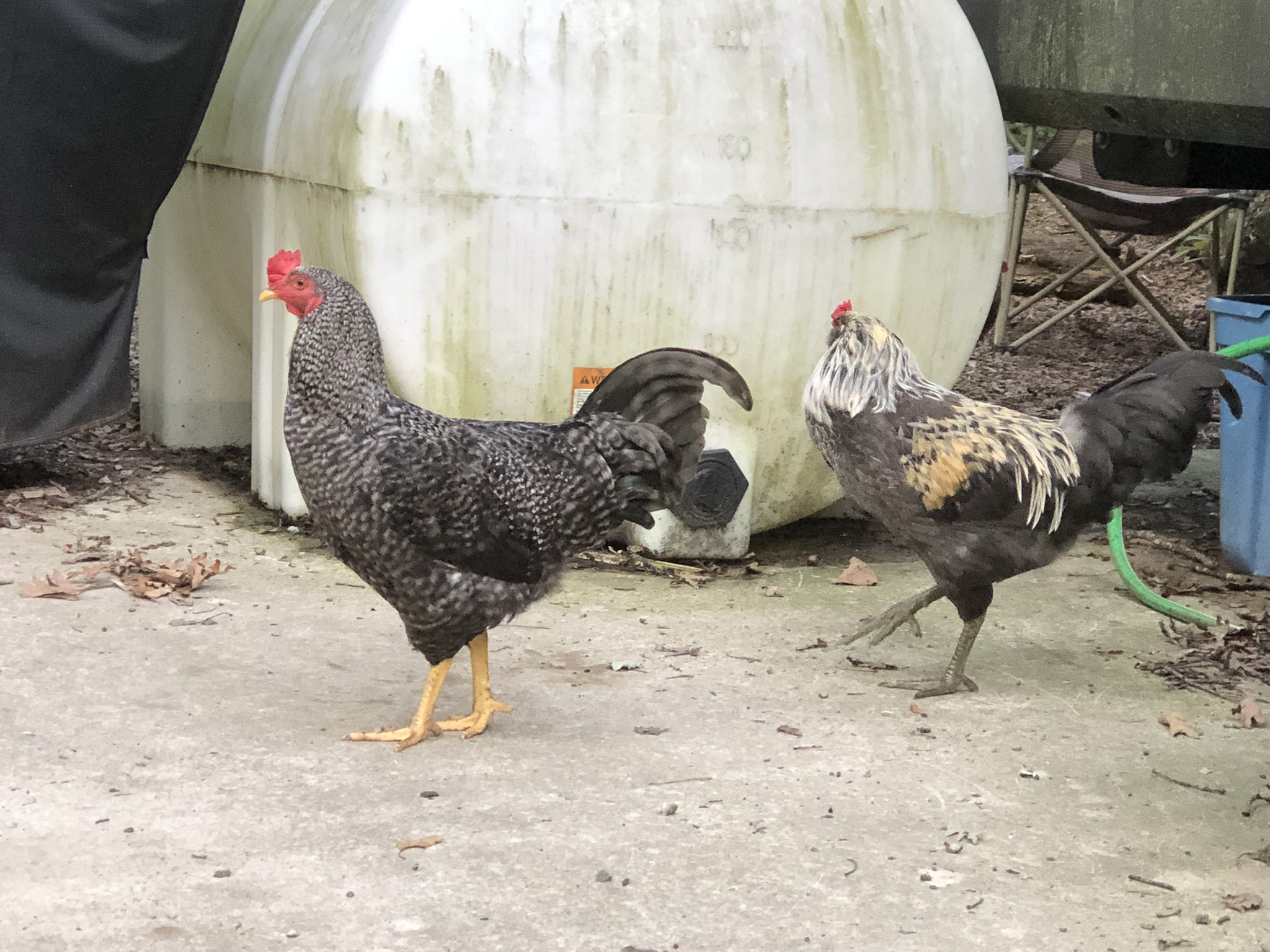 How Does Raising Chickens Compare to Raising Quail? - Tom Seest
