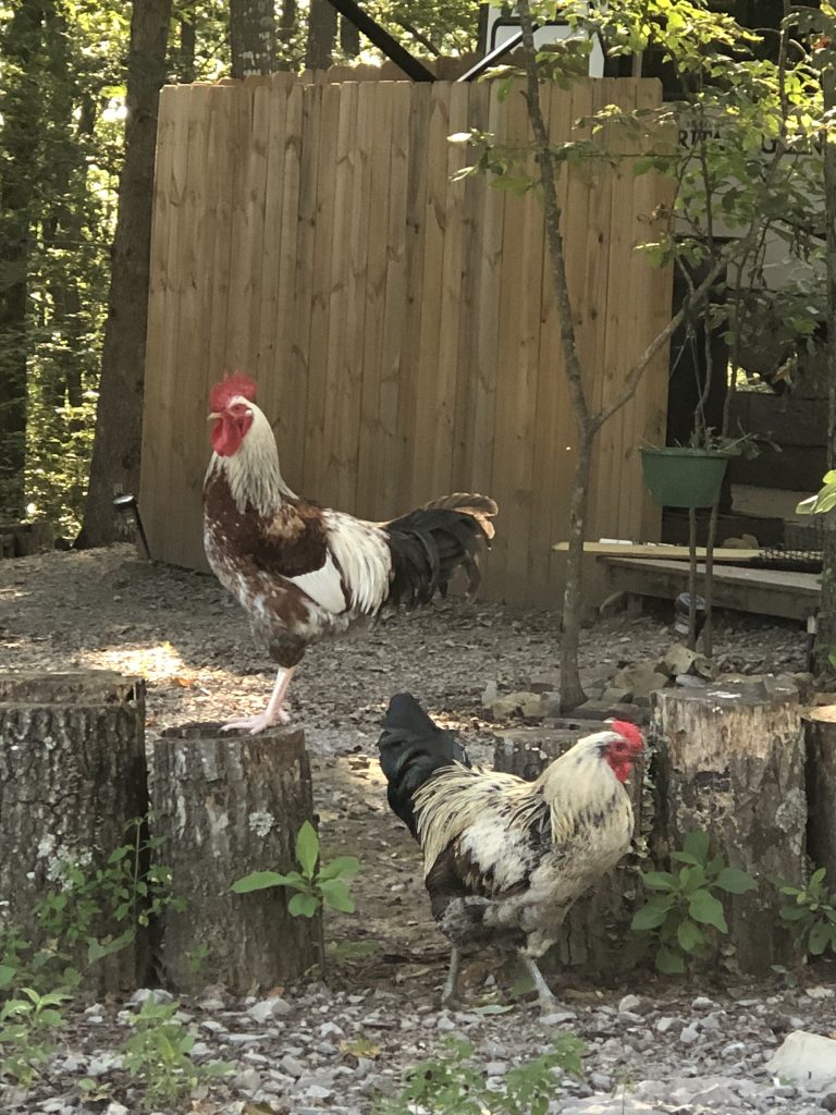 Can Backyard Chickens and Dogs Be Friends? - Tom Seest