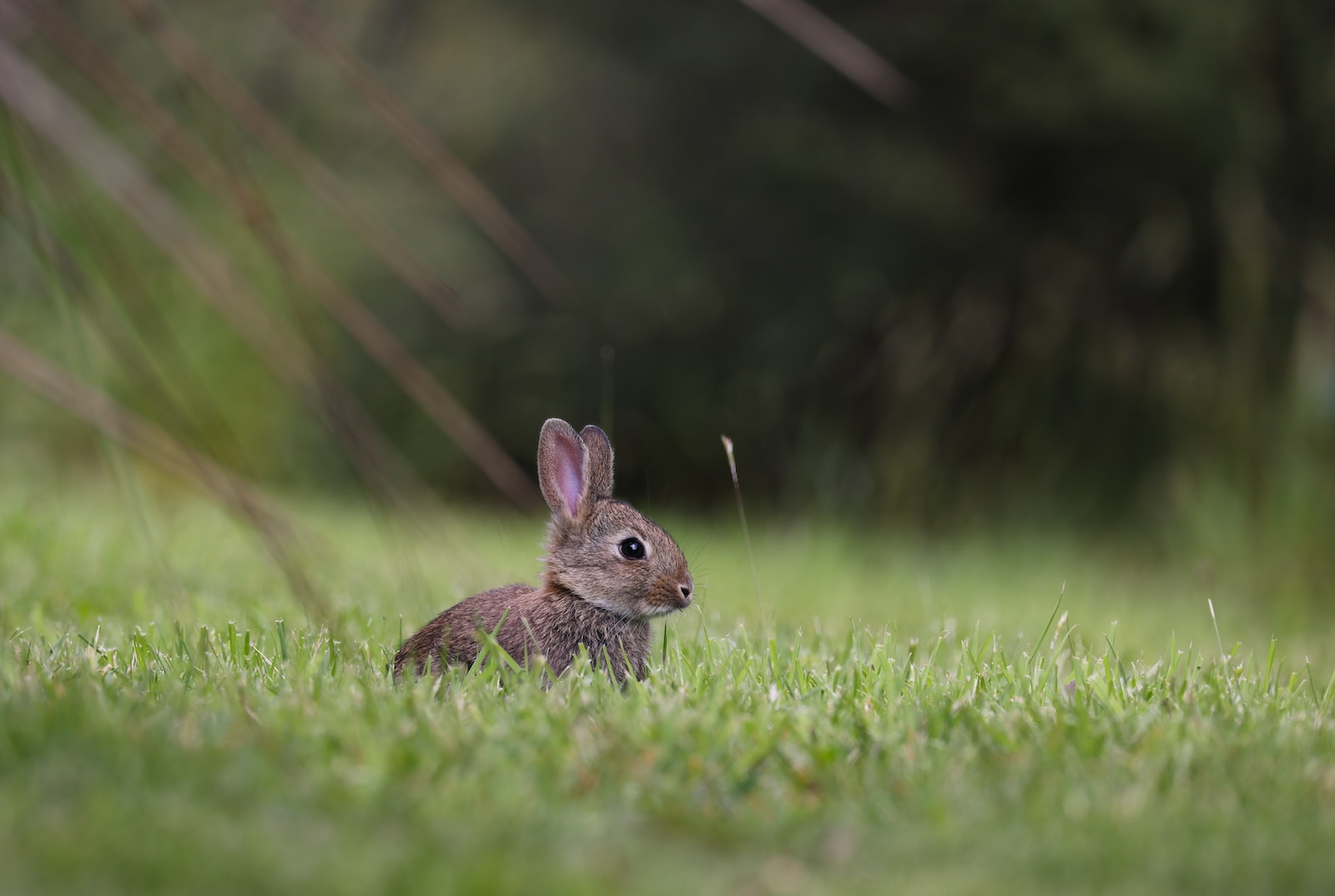 The Surprising Benefits Of Letting Your Rabbit Live Outdoors - Tom Seest