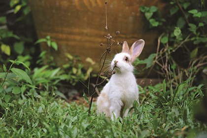 Can the Alaska Rabbit Coexist with Other Pets? - Tom Seest