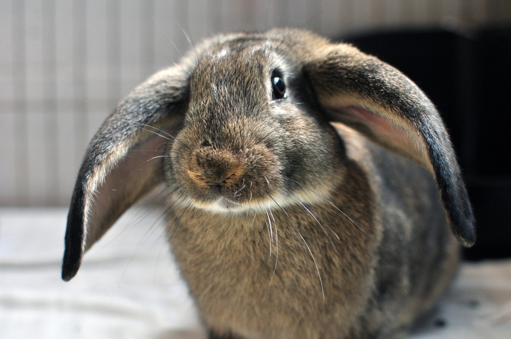 Can the Lynx Rabbit Breed Be the Perfect Pet? - Tom Seest