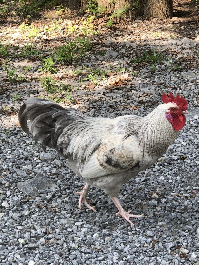 Is Biosecurity a Problem with Backyard Chickens? - Tom Seest