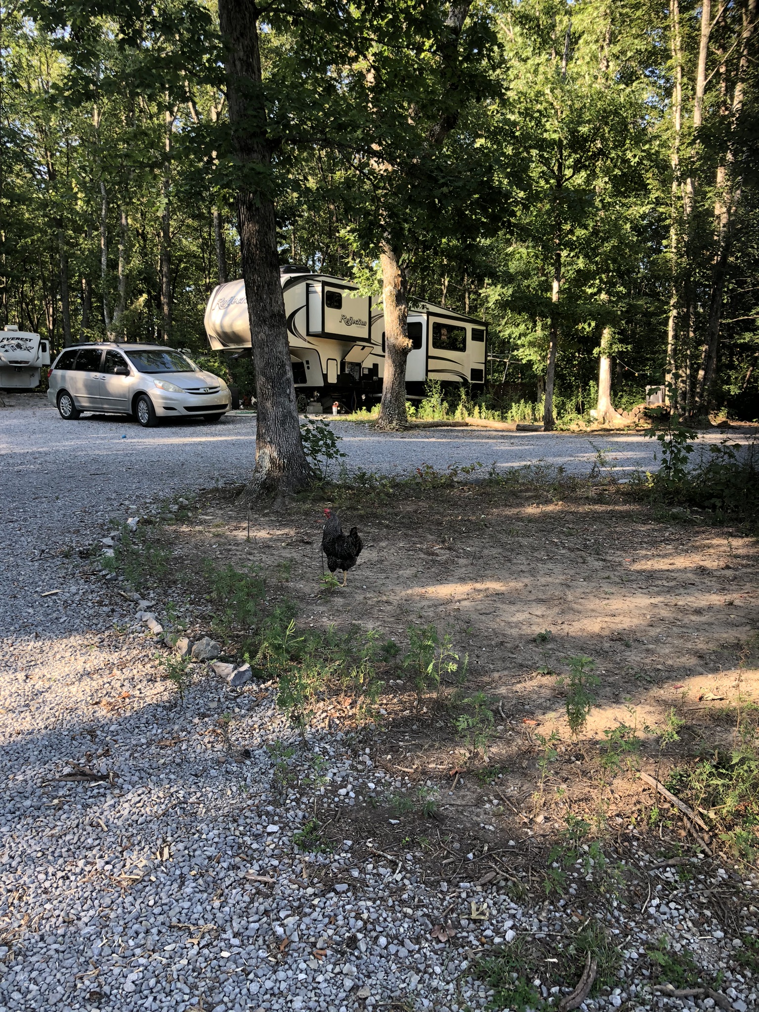 What Are the Must-Have Items for Backyard Chicken Owners? - Tom Seest