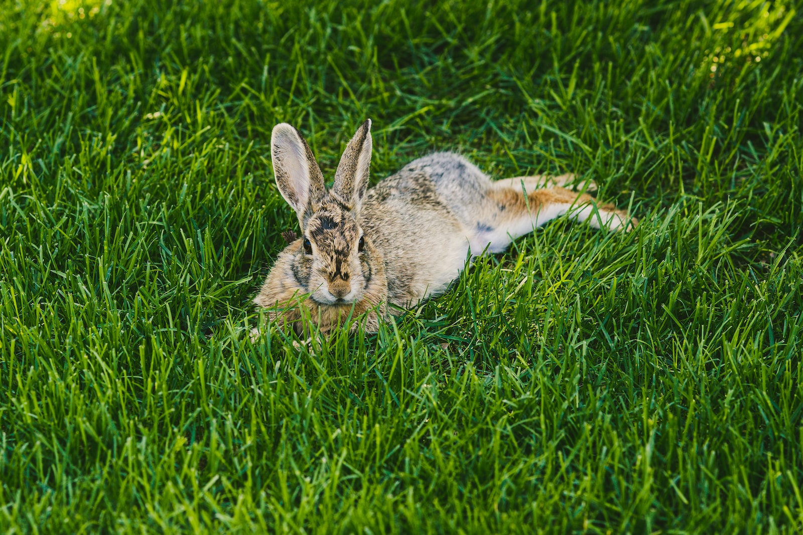 Can Jamora Rabbits Make the Perfect Pet? - Tom Seest