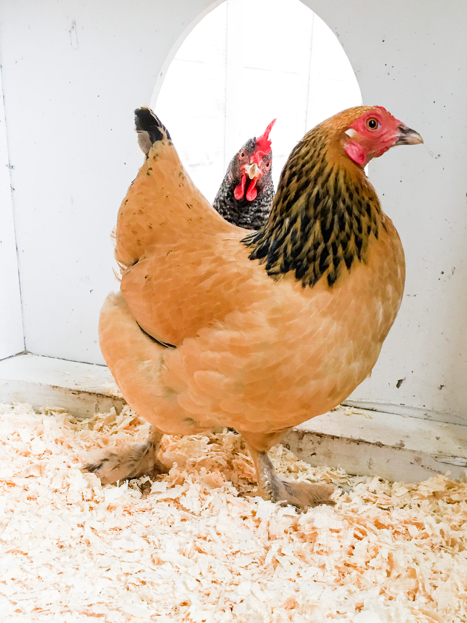What Are the Best Backyard Chickens for You? - Tom Seest