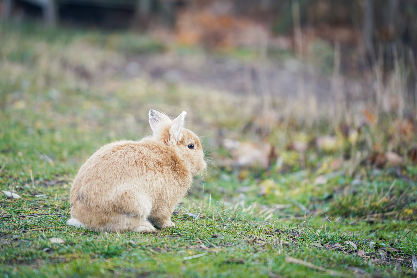 Can Domestic Rabbits Survive In the Wild? - Tom Seest