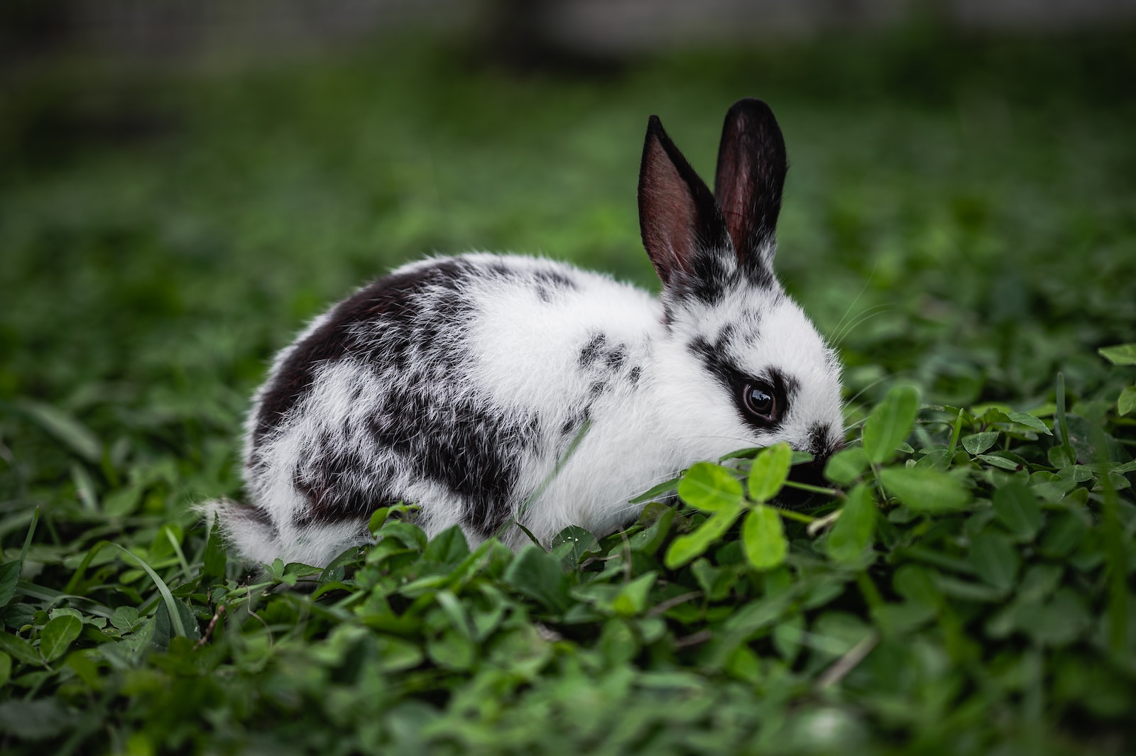 What Are the Best Places for Rabbits to Live In My Yard? - Tom Seest