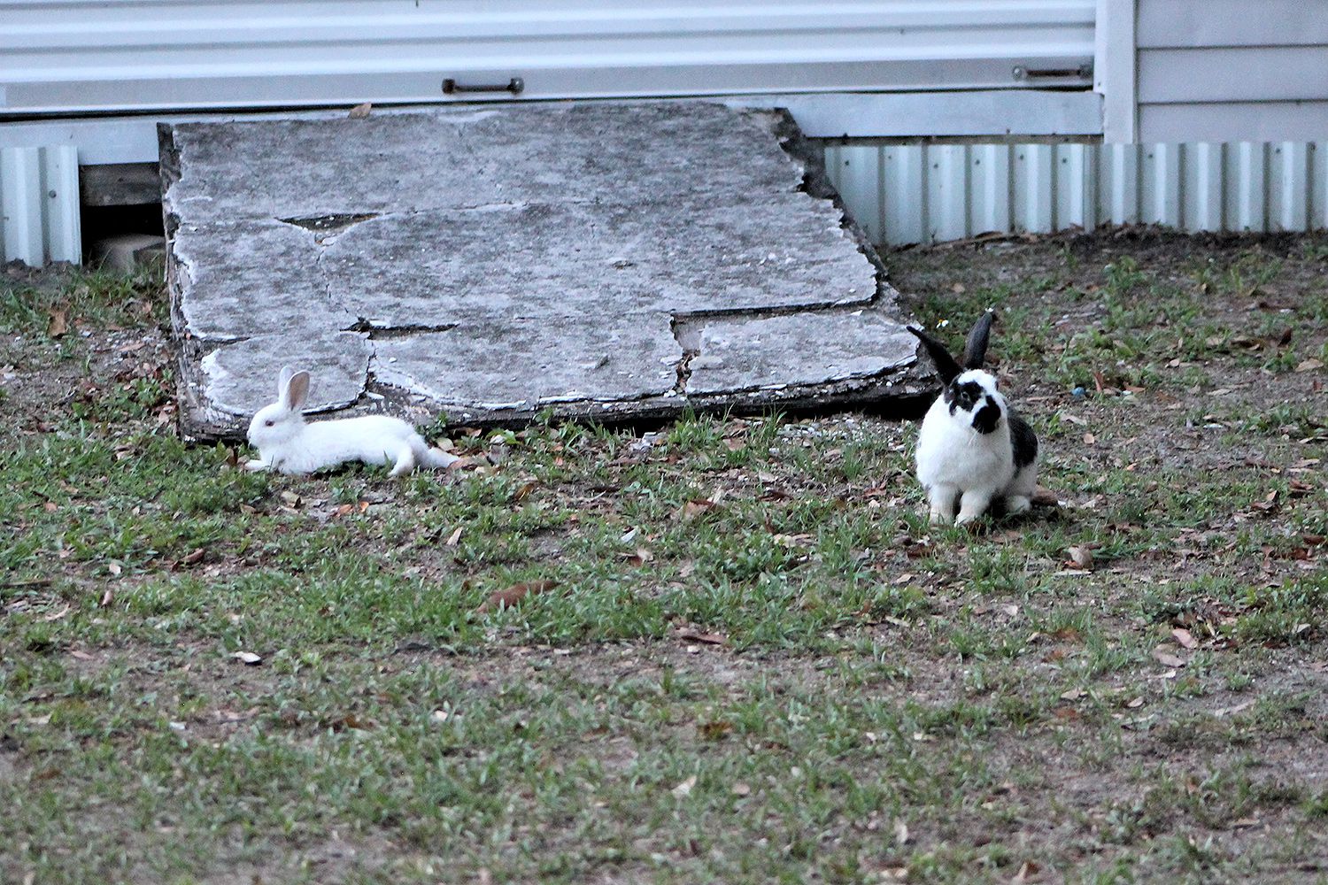 Can the Blue Of Sint-Niklaas Rabbit Breed Survive? - Tom Seest