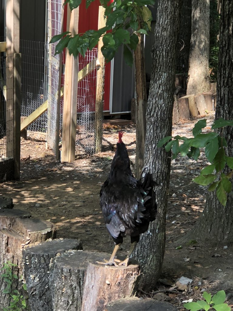 How Can Raising Chickens In Your Backyard Help the Environment? - Tom Seest
