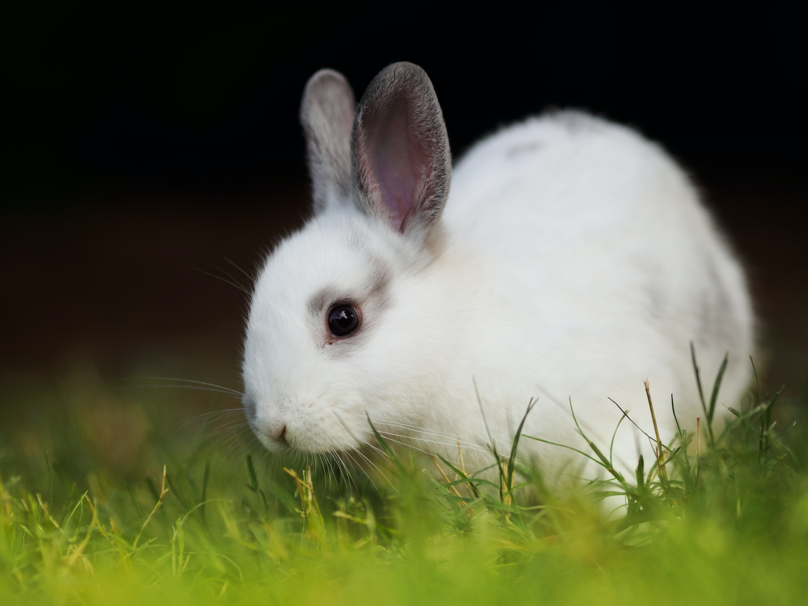 Do Domestic Rabbits Carry Diseases? - Tom Seest