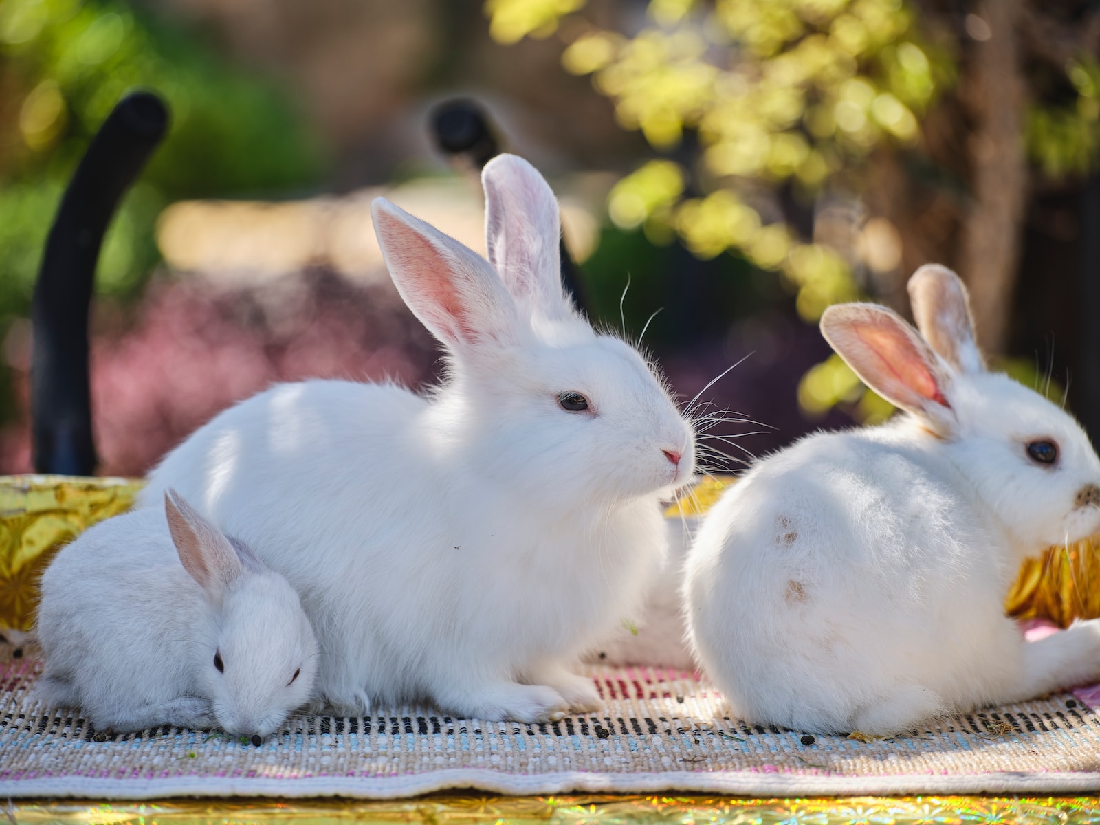 Can Dwarf Papillon Rabbits Make Good Pets? - Tom Seest