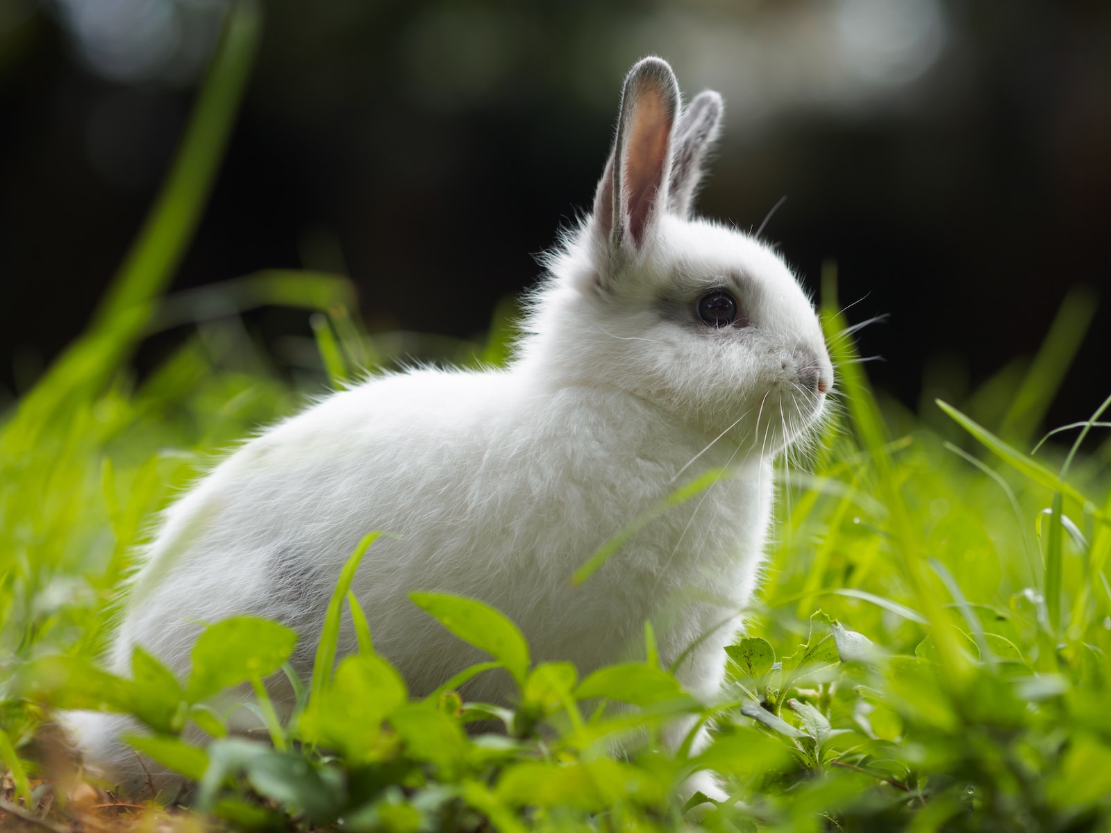 Can the Beveren Rabbit Breed Make a Good Pet? - Tom Seest